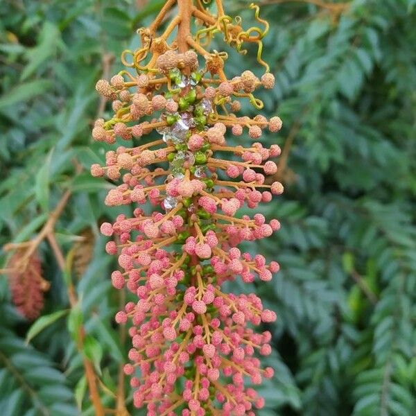 Mabea Fistulifera Plant Care & How to Grow, Water