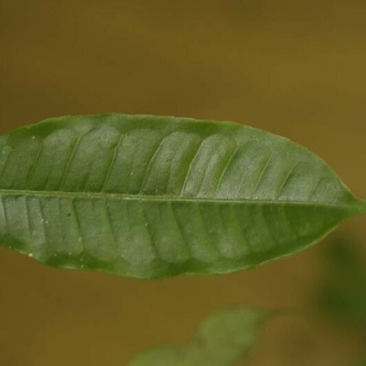 Mabea Piriri Plant Care & How to Grow, Water