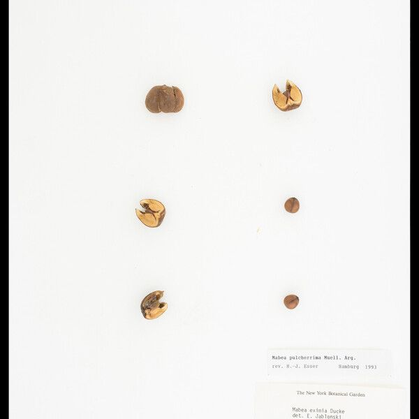 Mabea Pulcherrima Plant Care & How to Grow, Water