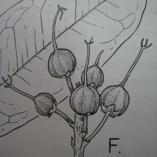 Mabea Speciosa Plant Care & How to Grow, Water