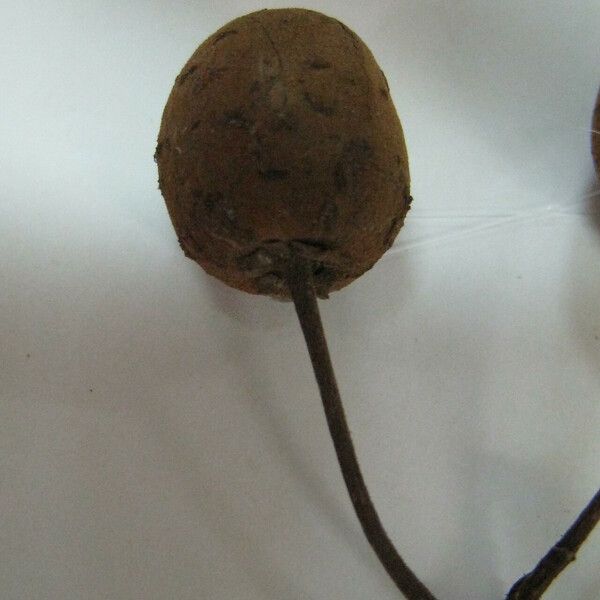 Mabea Taquari Plant Care & How to Grow, Water