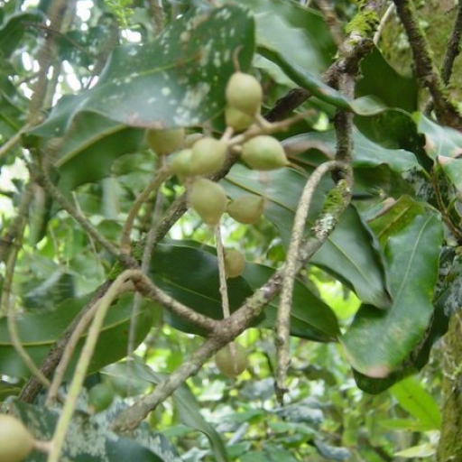 Macademia (Macadamia Integrifolia) Plant Care & How to Grow, Water