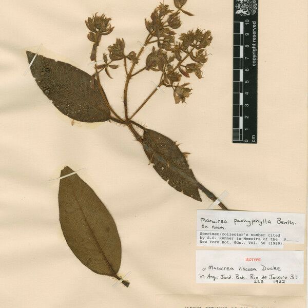 Macairea Pachyphylla Plant Care & How to Grow, Water