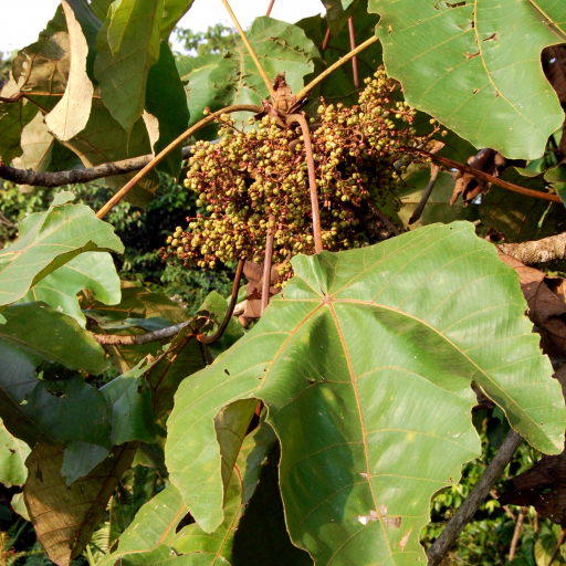 Macaranga Gigantea Plant Care & How to Grow, Water