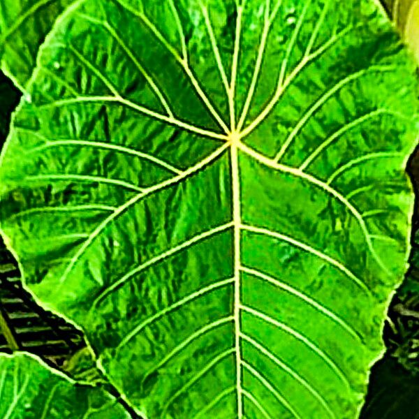 Pengua (Macaranga Mappa) Plant Care & How to Grow, Water