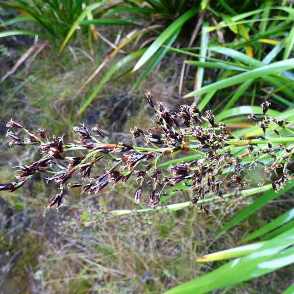 Yellow Sawgrass (Machaerina Iridifolia) Plant Care & How to Grow, Water
