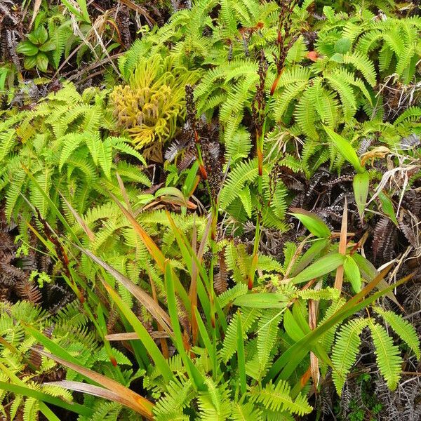 Forest Twigrush (Machaerina Restioides) Plant Care & How to Grow, Water
