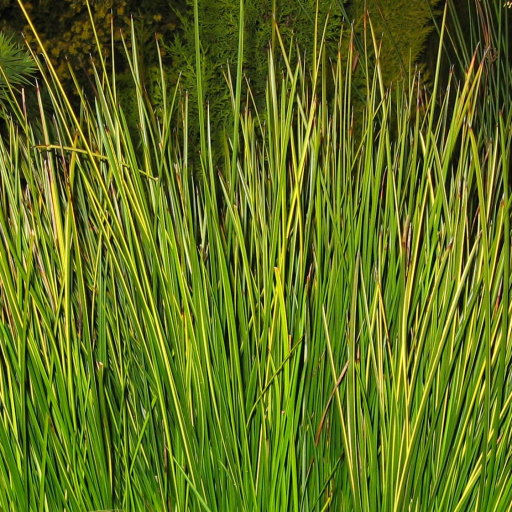 Common Twig Rush (Machaerina Rubiginosa) Plant Care & How to Grow, Water