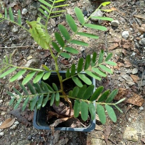 Machaerium Aculeatum Care Guide: Water, Soil & Propagation - Plantiary