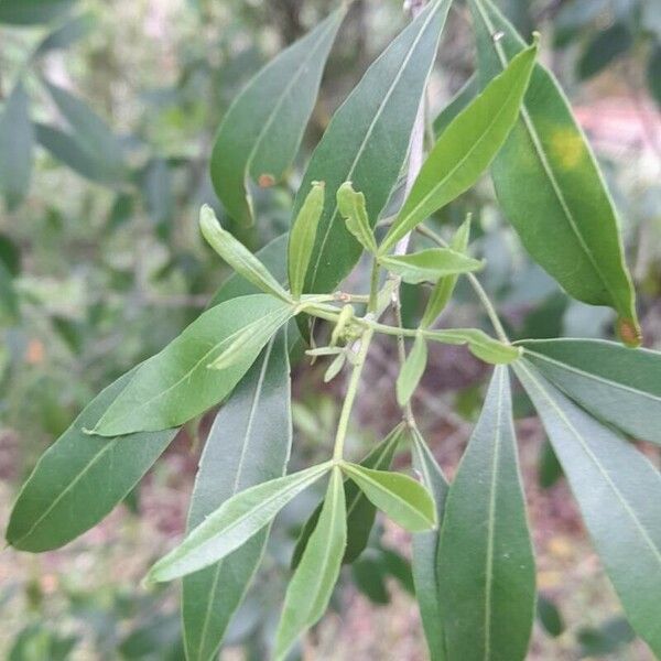 Machaerium Brasiliense Plant Care & How to Grow, Water