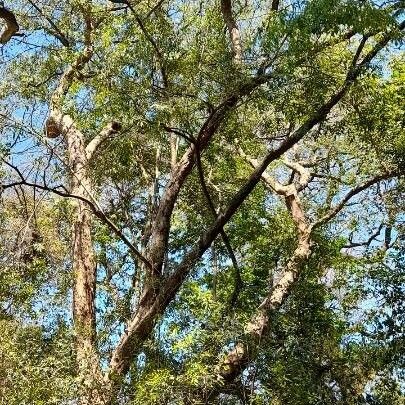 Machaerium Oblongifolium Plant Care & How to Grow, Water