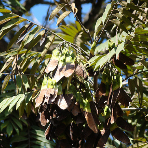 Machaerium Villosum Plant Care & How to Grow, Water