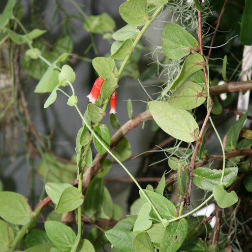 Macleania Insignis Care Guide: Water, Soil & Propagation - Plantiary
