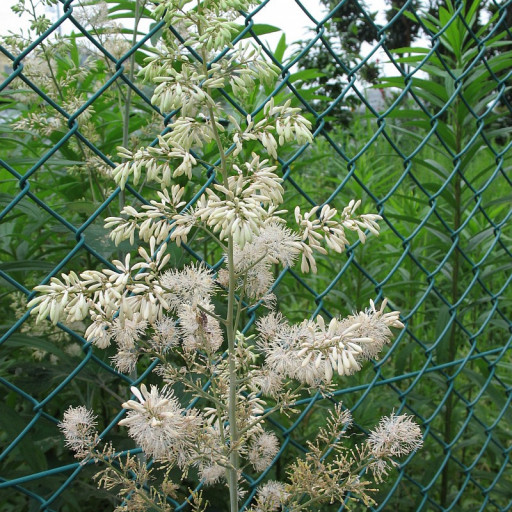 Five-seeded Plume-poppy (Macleaya Cordata) Plant Care & How to Grow, Water