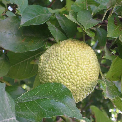 Osage Orange (Maclura Pomifera) Plant Care & How to Grow, Water