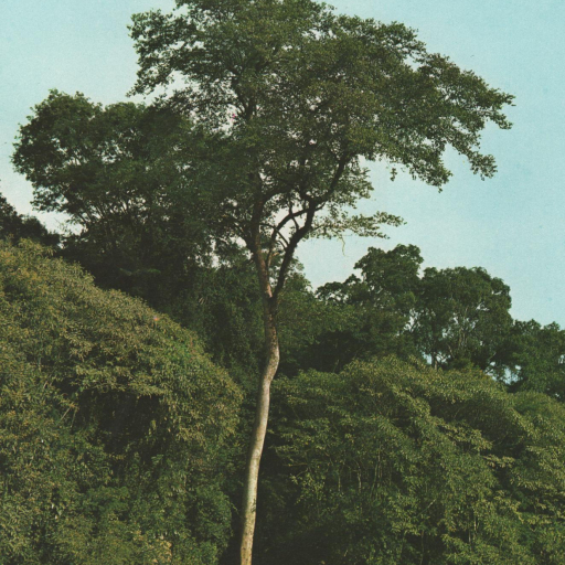 Hard Fescue (Festuca Ovina) Plant Care & How to Grow, Water