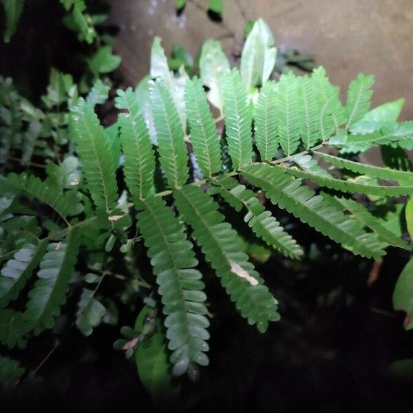 Macphersonia Gracilis Care Guide: Water, Soil & Propagation - Plantiary