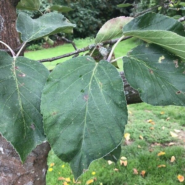 Pillar Apple (Macromeles Tschonoskii) Care Guide: Water, Soil ...