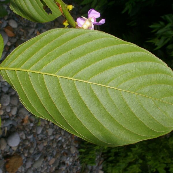 Macropsychanthus Comosus Plant Care & How to Grow, Water