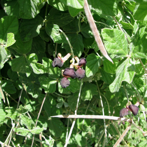 Purple Bushbean (Macroptilium Atropurpureum) Plant Care & How to Grow ...