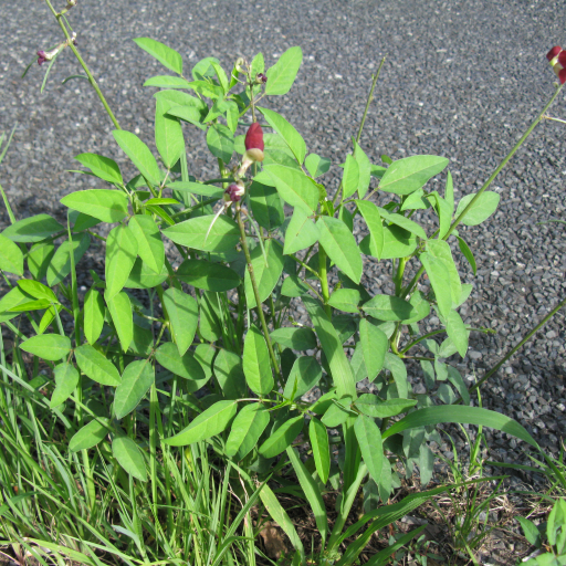 Phasemy-Bean (Macroptilium Lathyroides) Plant Care & How to Grow, Water