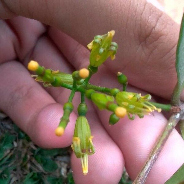 Macrosolen Cochinchinensis Plant Care & How to Grow, Water