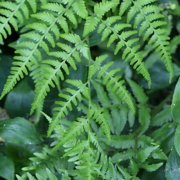 Green-Leaf Marsh Fern (Macrothelypteris Viridifrons) Care Guide: Water ...