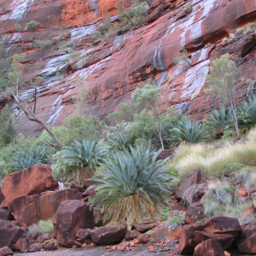 Macdonnell Ranges Cycad (Macrozamia Macdonnellii) Plant Care & How to ...