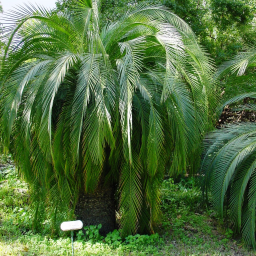 Moore's Zamia Palm (Macrozamia Moorei) Care Guide: Water, Soil ...