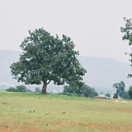 Mahua (Madhuca Longifolia) Plant Care & How to Grow, Water