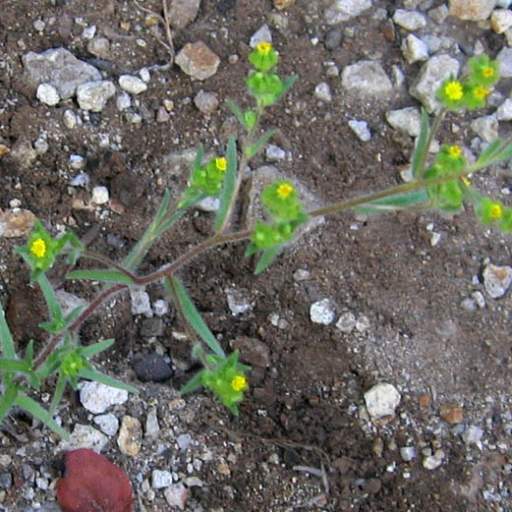 Small Tarweed (Madia Exigua) Plant Care & How to Grow, Water