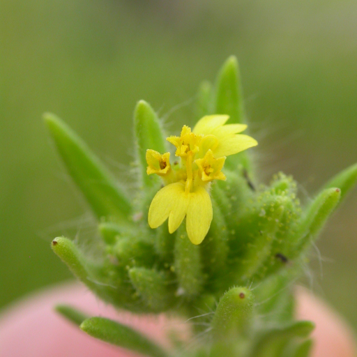 Mountain Tarweed (Madia Glomerata) Plant Care & How to Grow, Water