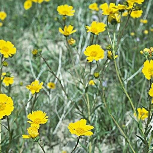 Showy Madia (Madia Radiata) Plant Care & How to Grow, Water