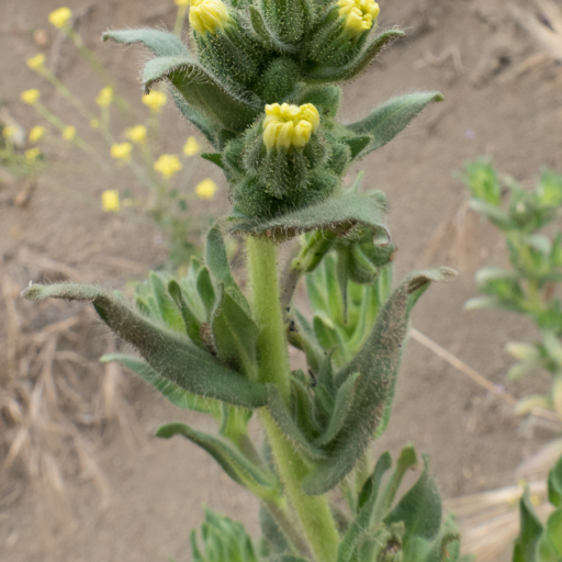 Chilean Tarweed (Madia Sativa) Plant Care & How to Grow, Water