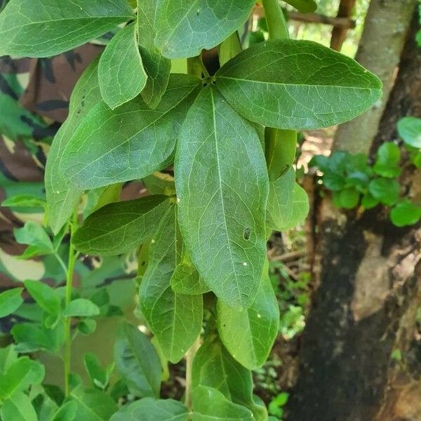 Small Bead-Bean (Maerua Triphylla) Plant Care & How to Grow, Water