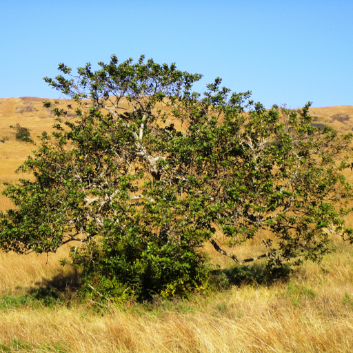 False Assegai (Maesa Lanceolata) Plant Care & How to Grow, Water