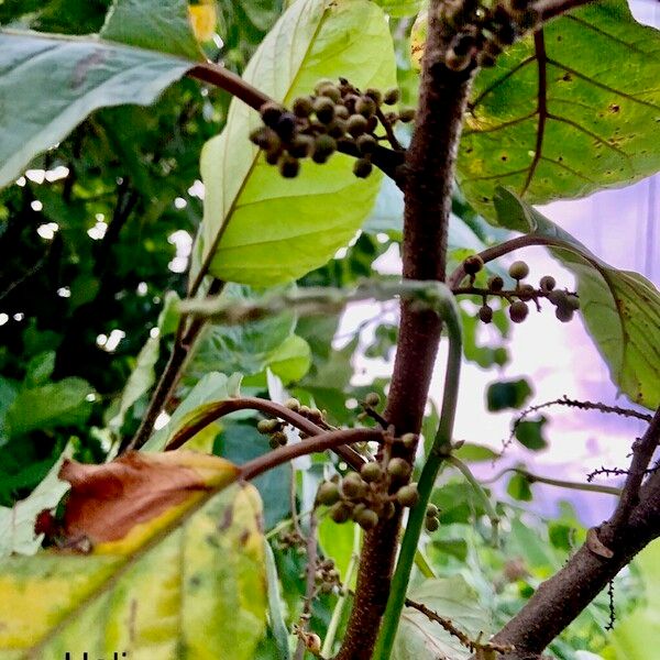 Maesa Samoana Plant Care & How to Grow, Water