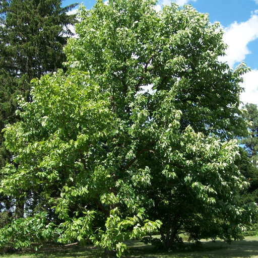 Cucumber Tree (Magnolia Acuminata) Plant Care & How to Grow, Water