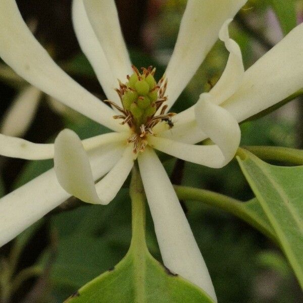 White Jade Orchid Tree (Magnolia × Alba) Plant Care & How to Grow, Water