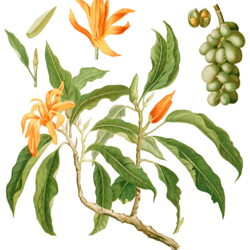 Champak (Magnolia Champaca) Plant Care & How to Grow, Water