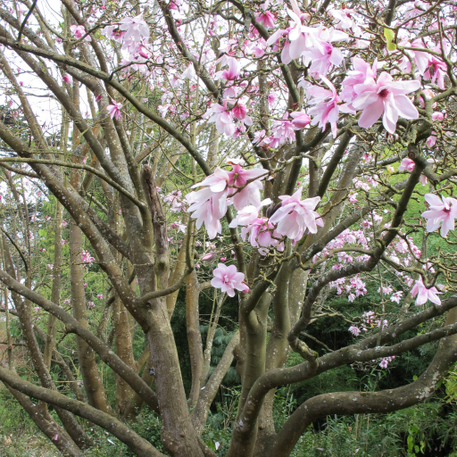 Dawson's Magnolia (Magnolia Dawsoniana) Plant Care & How to Grow, Water