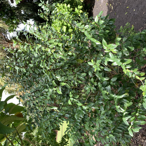 Port Wine Magnolia (Magnolia Figo) Plant Care & How to Grow, Water