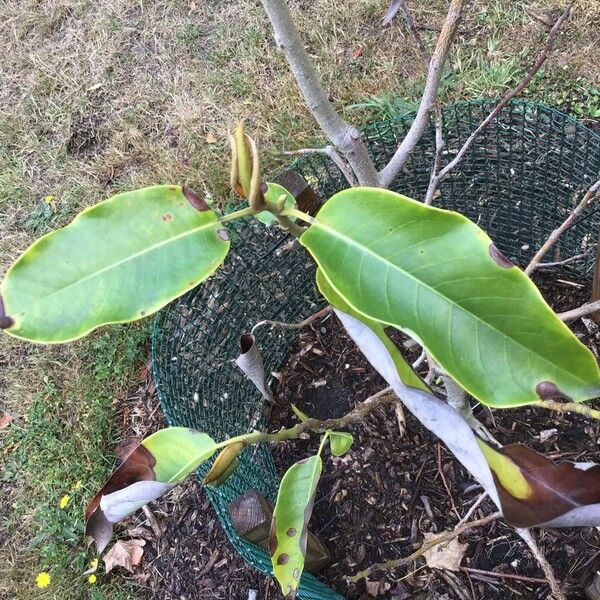 Banana Shrub (Magnolia Foveolata) Plant Care & How to Grow, Water