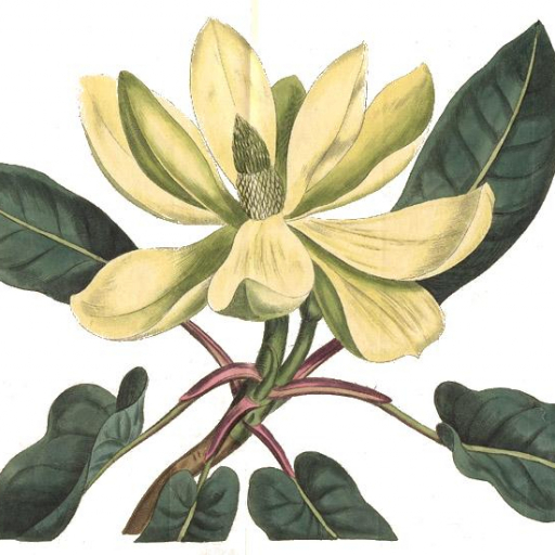 Fraser's Magnolia (Magnolia Fraseri) Plant Care & How to Grow, Water