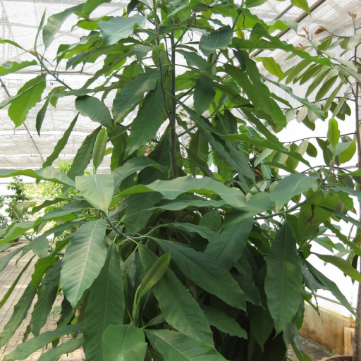 Magnolia Garrettii Care Guide: Water, Soil & Propagation - Plantiary