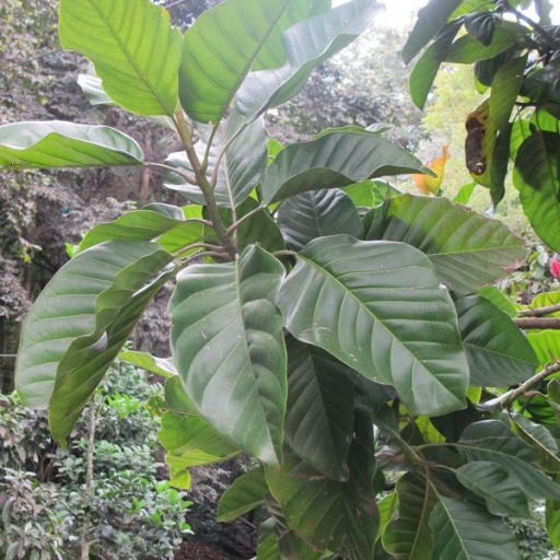 Magnolia Hernandezii Care Guide: Water, Soil & Propagation - Plantiary