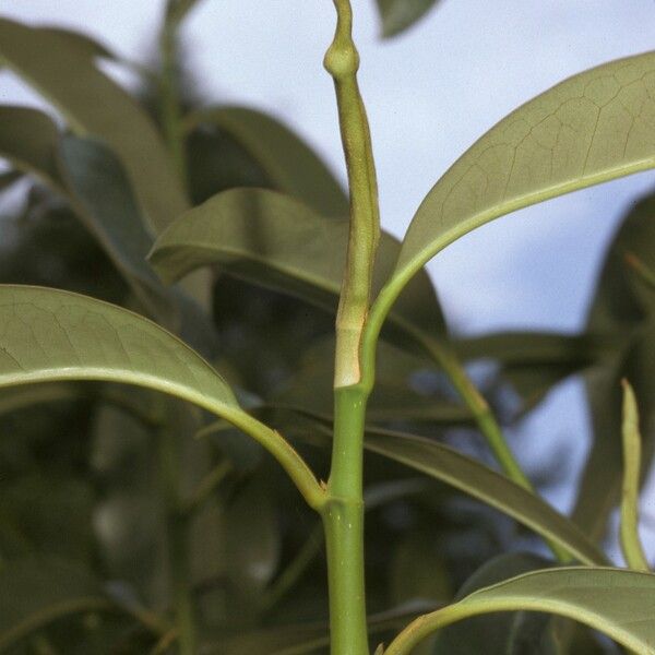 Red Lotus Tree (Magnolia Insignis) Plant Care & How to Grow, Water