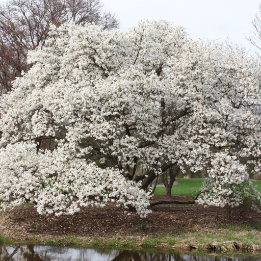 Cucumber Magnolia (Magnolia Kobus) Plant Care & How to Grow, Water