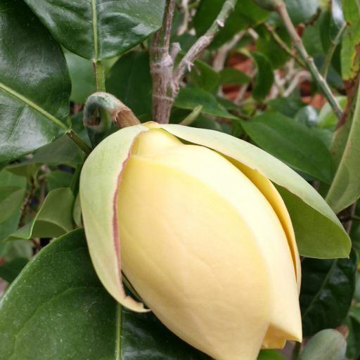 Egg Magnolia (Magnolia Liliifera) Plant Care & How to Grow, Water