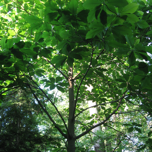 Big-Leaf Magnolia (Magnolia Macrophylla) Plant Care & How to Grow, Water